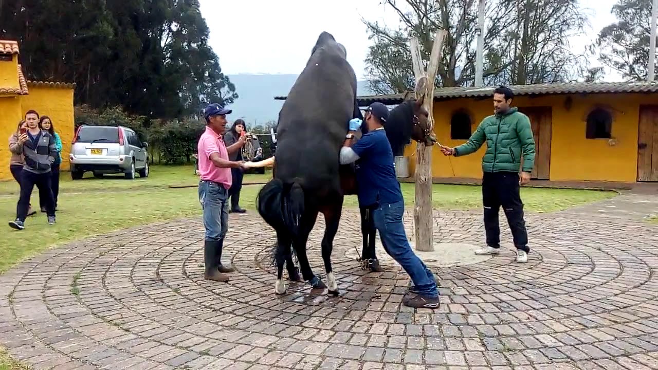 Colecta de semen en equino - YouTube