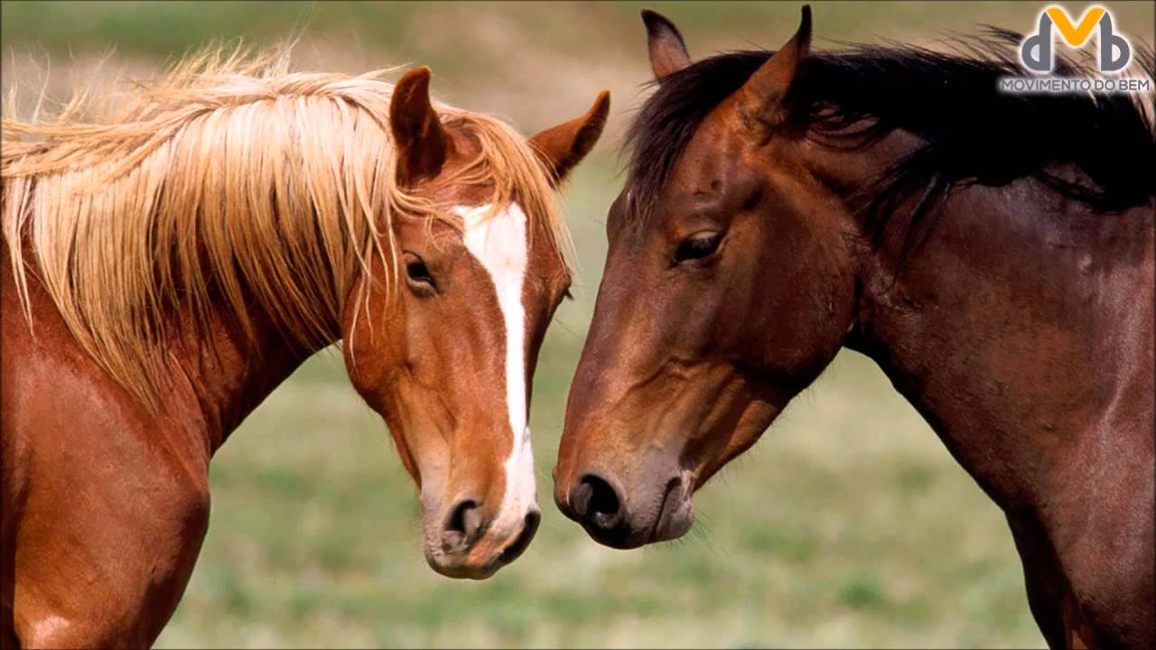 Dois cavalos - YouTube