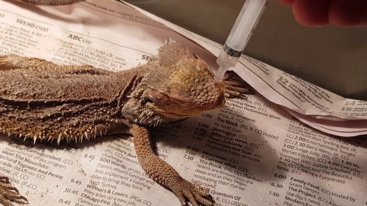 Injured Bearded Dragon drinking via syringe - YouTube