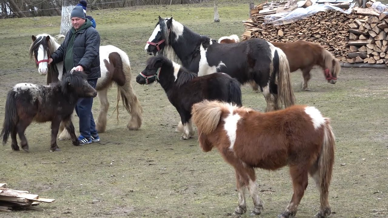 Prezentare ponei si cai mari Bratca, Bihor - 2022 Nou!!! - YouTube