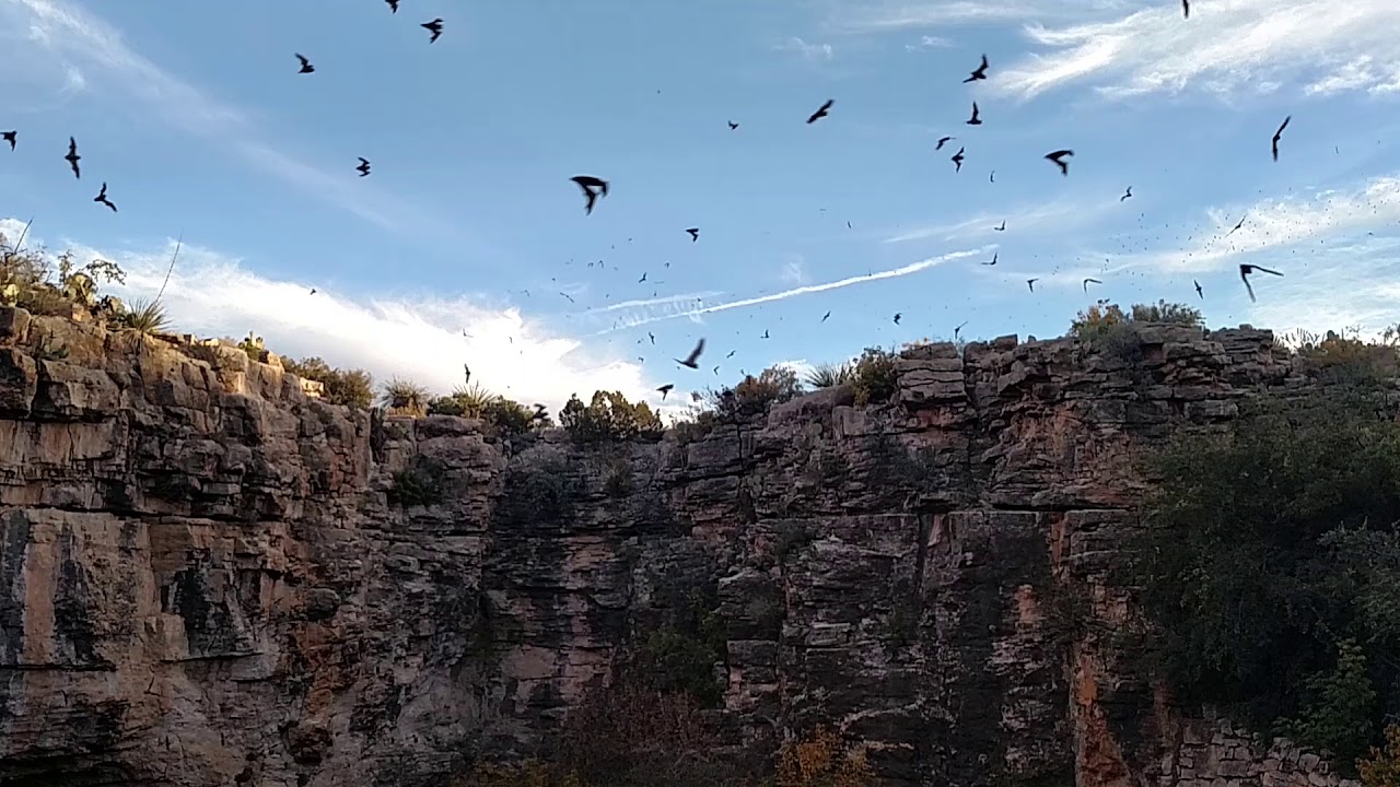 Hawk Catching Bats - YouTube