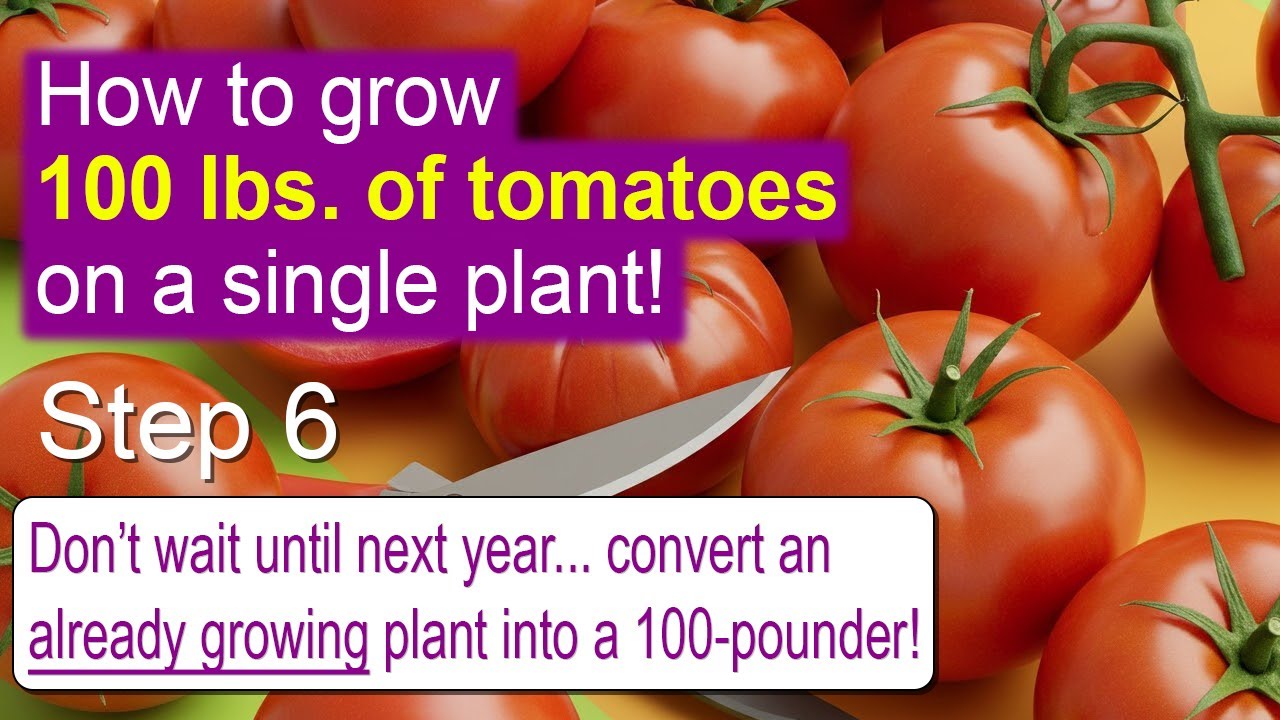 Try ONE plant this way, compare the yield to your other plants and ...