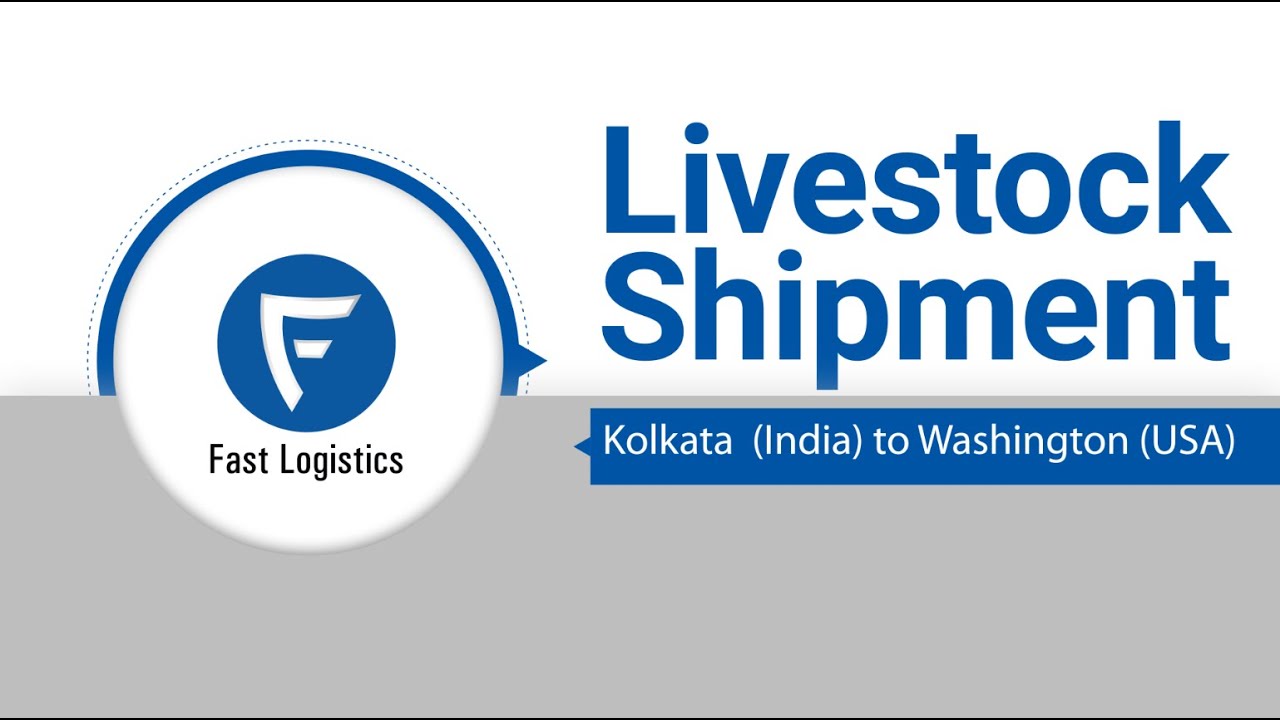 Live Stock Shipment | Domestic Cat | Fast Logistics - YouTube