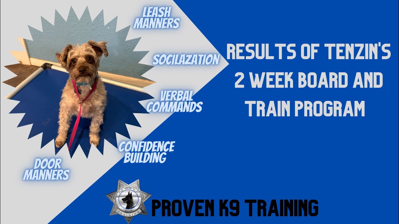 Proven K9 Training Tenzin Demonstrates Obedience Skills - YouTube