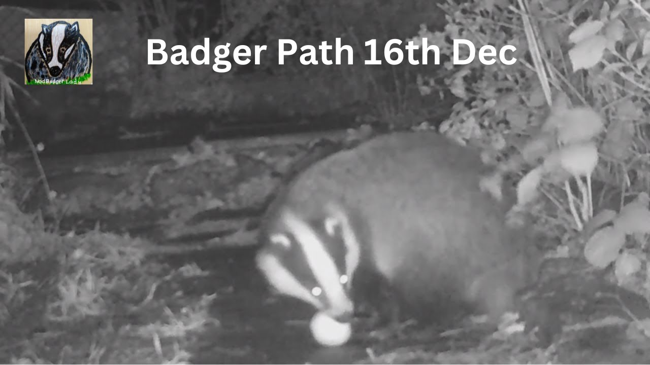Badger Path 16 Dec - YouTube