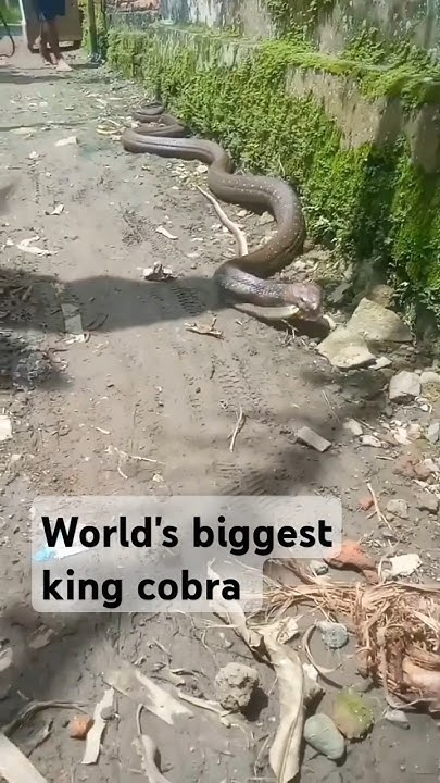 world's biggest king cobra snake #kingcobra #biggestsnake #snakevideo # ...