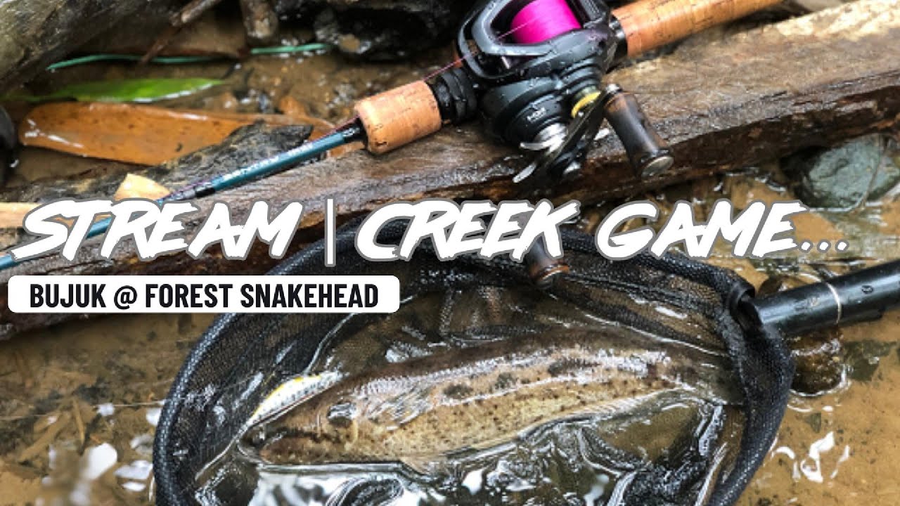 VLOG 35 - Bujuk @ Forest Snakehead #2/2024 - YouTube