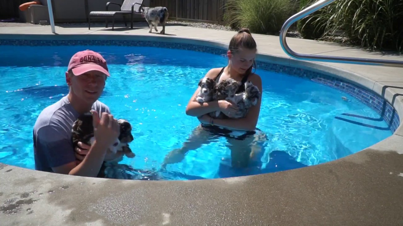 Do Aussiedoodles Like Swimming