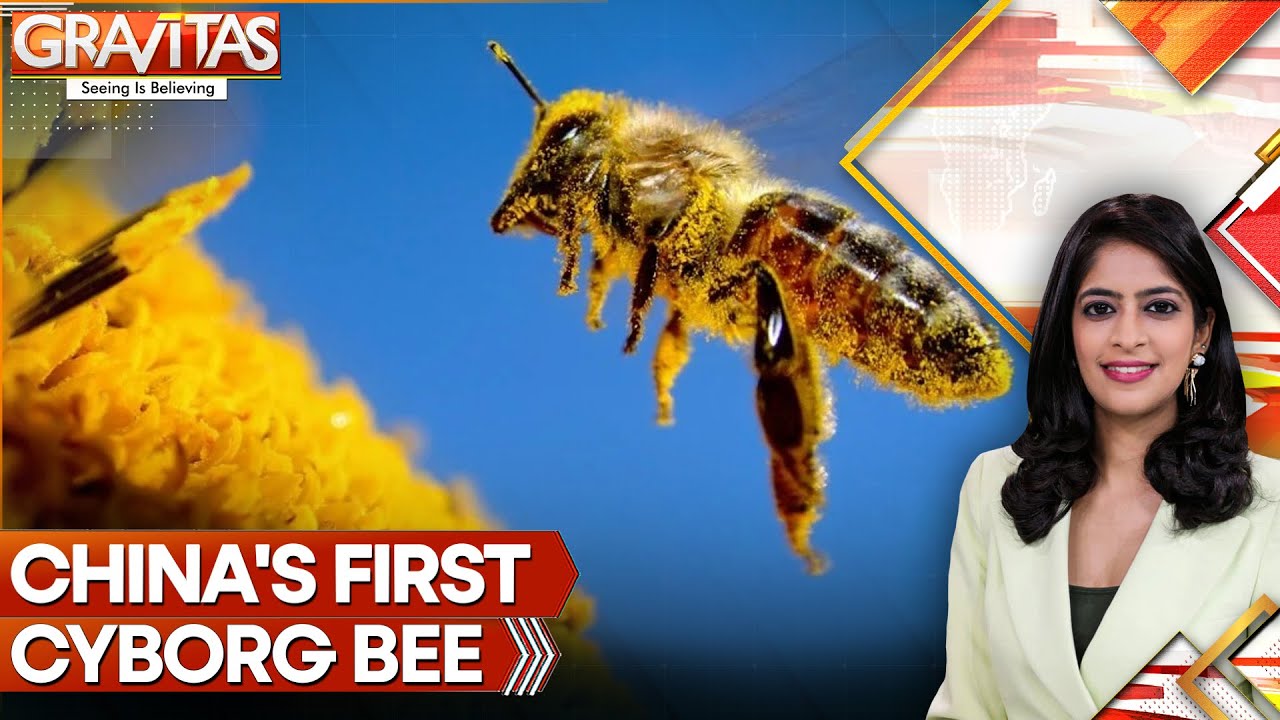 China Creates First Cyborg Bee | Bees Could Be Used In Combat ...
