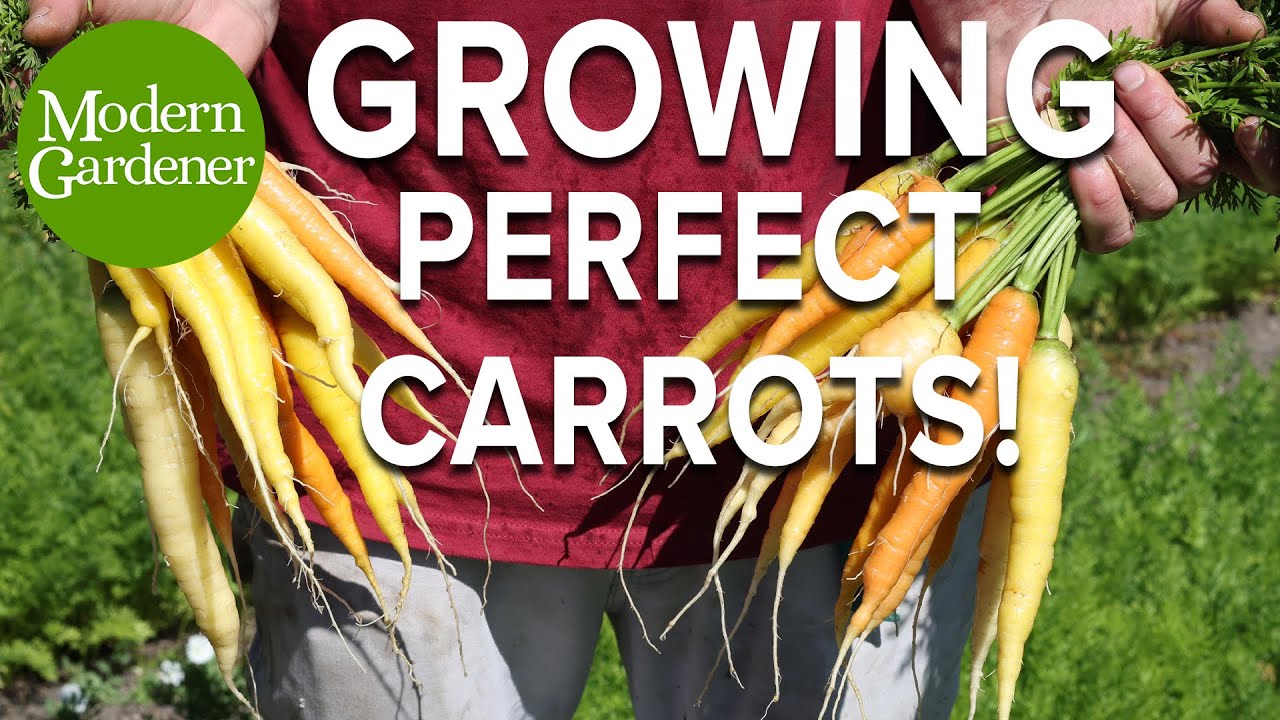 How to Grow the Perfect Carrots - YouTube