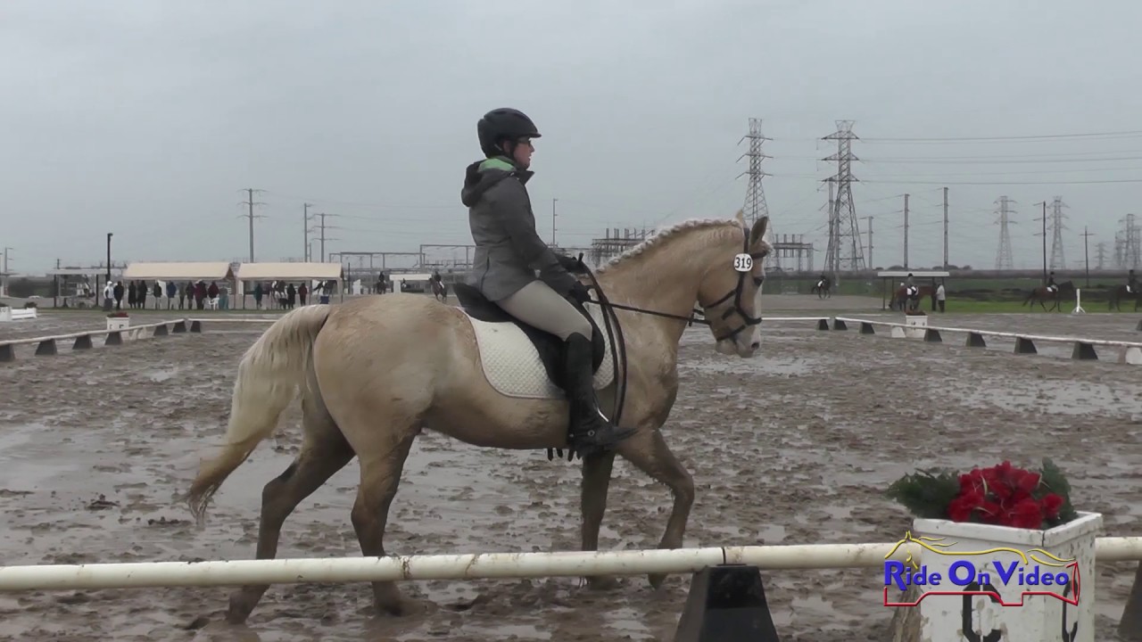 319D Ashley Nelms on Delightfully Dandy Open Beginner Novice Dressage ...