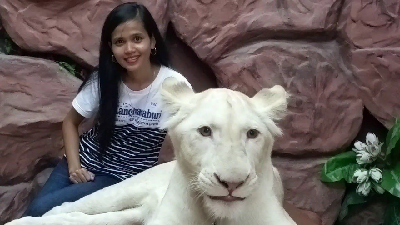 Wild animals encounter :) - YouTube