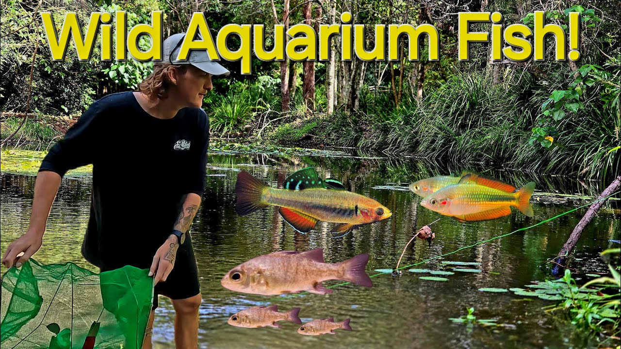 I Found So Many Aquarium Fish In This Australian Creek! - YouTube