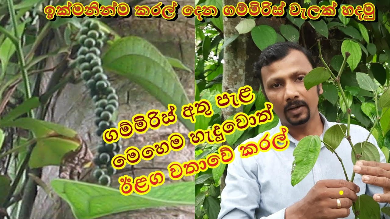 ගම්මිරිස් දලු පැළකිරිම A to Z | Pepper vines. Planting A to Z ...