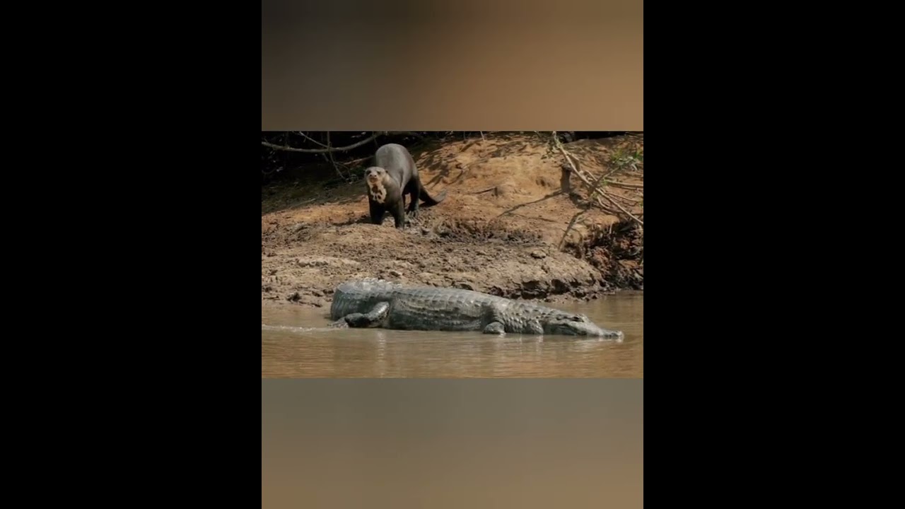 ☀️☀️Giant Otter vs CROCODILE 😱 #trendingotter #shorts #otterhuntingfood ...