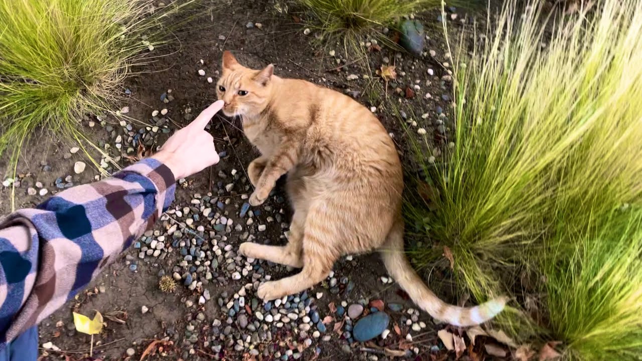 Cat Encounter: Maple calls dibs - YouTube