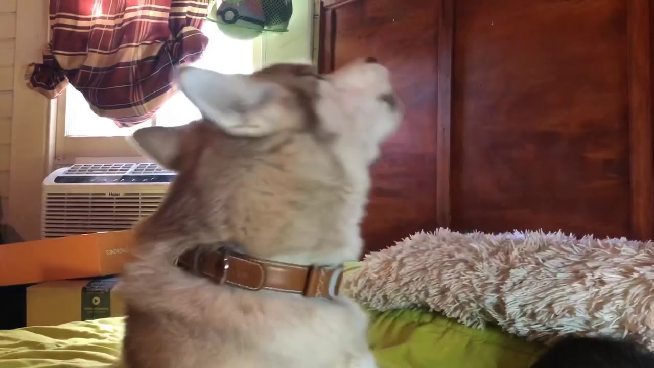 Dog Used Autotune - YouTube