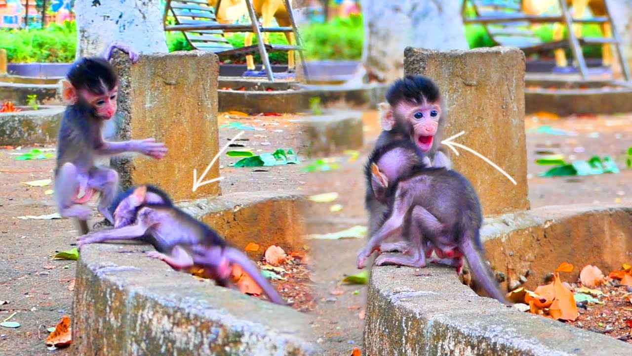Good friend...Monkey MANDY tells baby monkey MASHA please stand up to ...