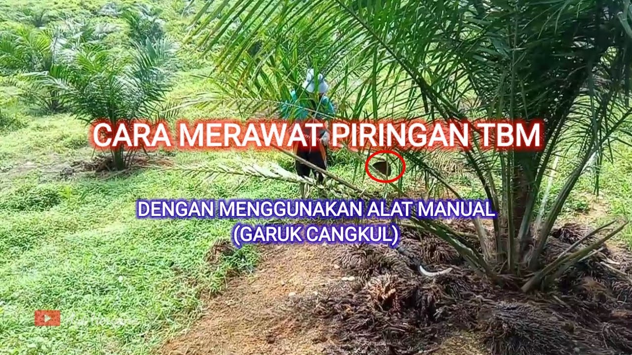 Cara Tepat Merawat Piringan Kelapa Sawit TBM - YouTube