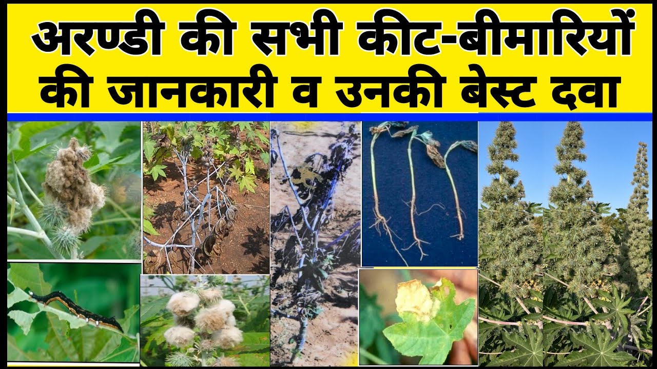 अरण्डी की फसल की सभी कीट बीमारियों की बेस्ट दवाईयाँ | Arandi ki kheti ...