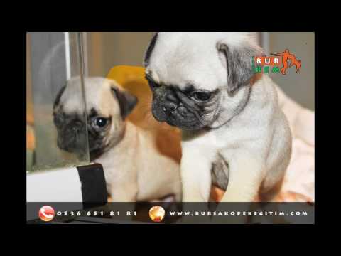Satılık Pug Yavruları Antalya 0536 651 81 81