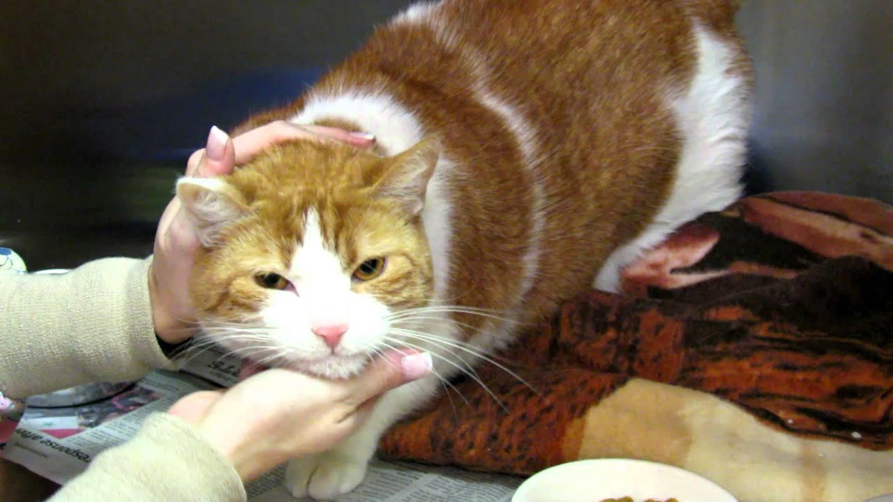 new ginger movie - YouTube