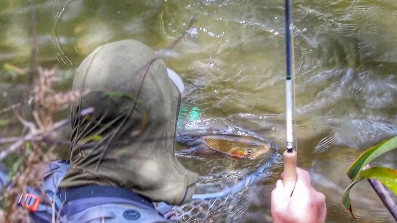 FLY FISHING in the BEST Water for TROUT! - YouTube