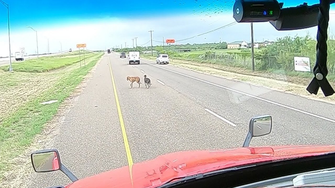Dogs stop trucker and hold up traffic on the highway. - YouTube