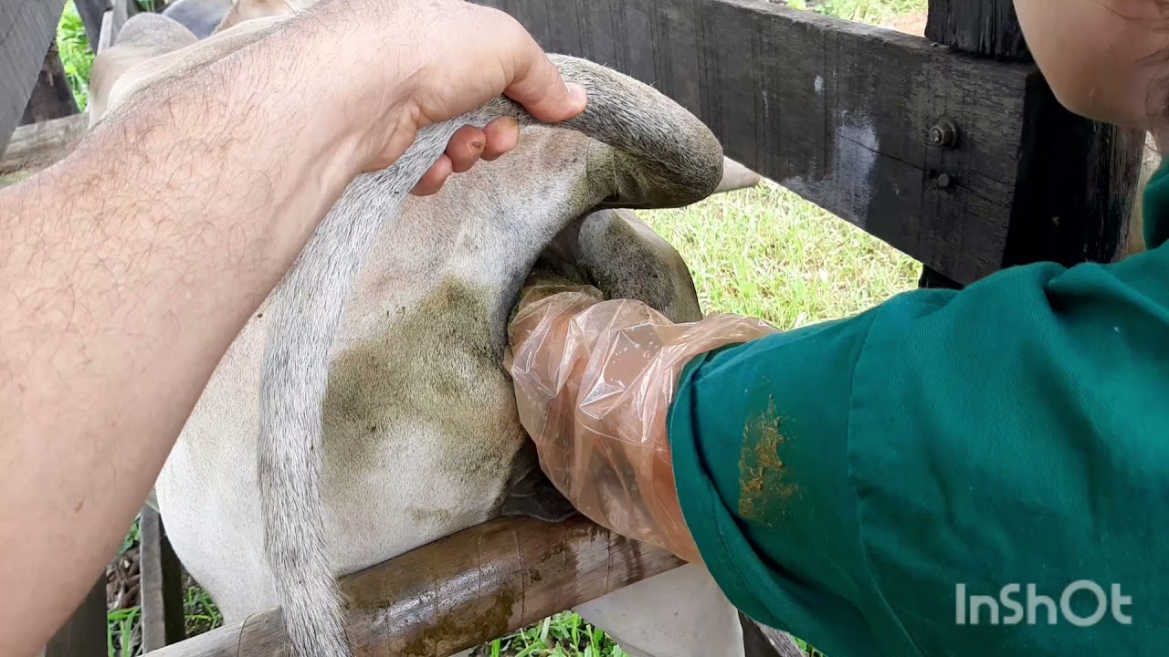 toque em duas vacas,com a futura médica veterinária Lauany Dornelas ...