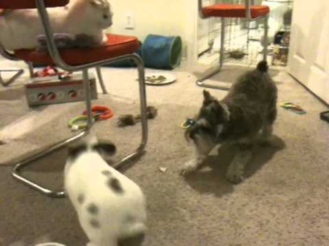 Cute Bunny Rabbit & Dog Playing Together - YouTube