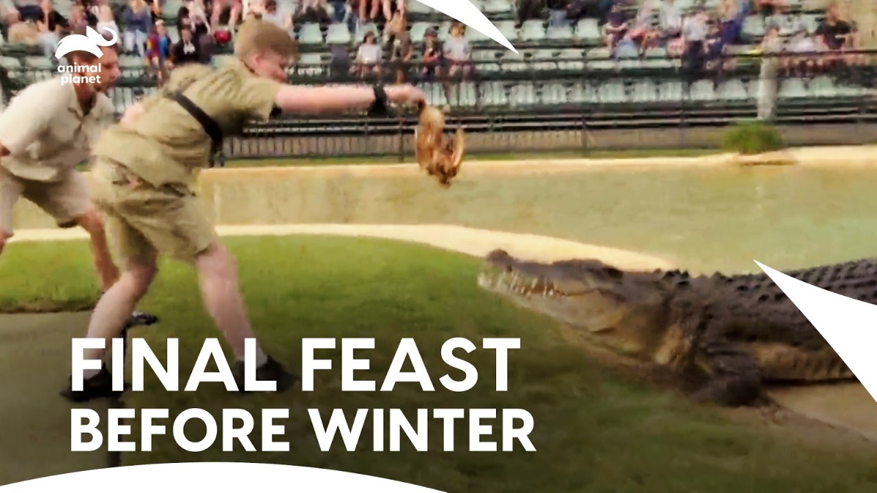 Robert Continues His Father Steve Irwin’s Legendary Work ️| Crikey! It ...