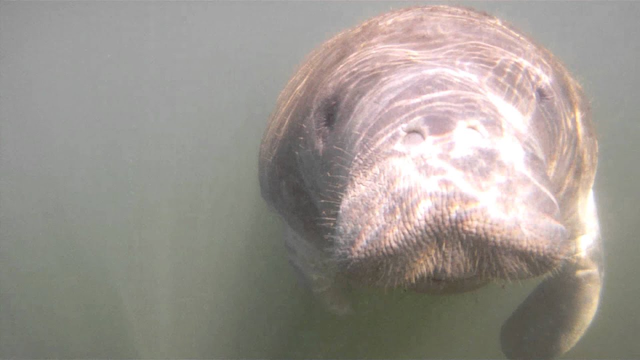 Manatee encounter at Kings Spring in Crystal River - YouTube
