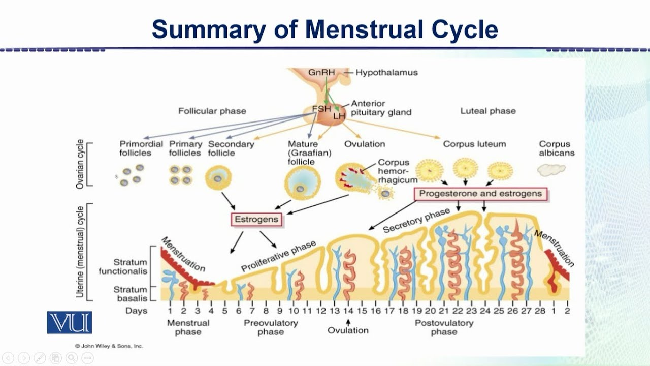 Summary of Menstrual Cycle | Animal Form & Function 2 (Theory ...