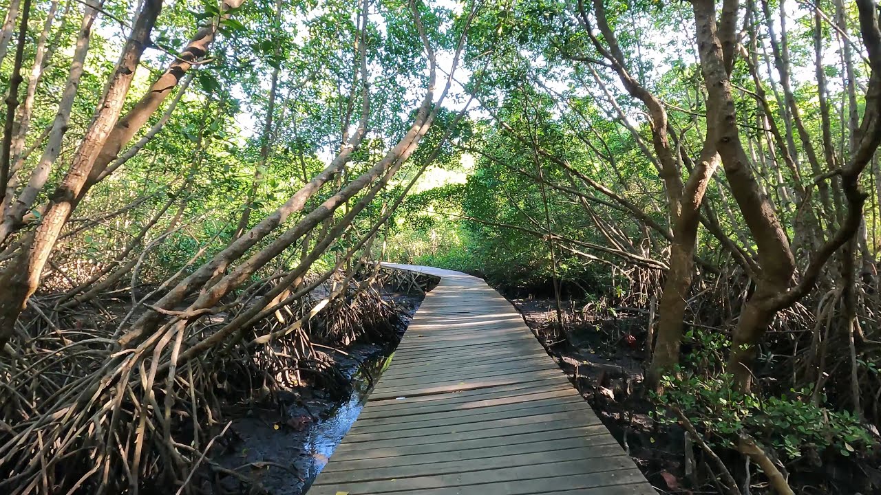 Track Hutan mangrove (Tahura) | Walking Awesome | 4K - YouTube
