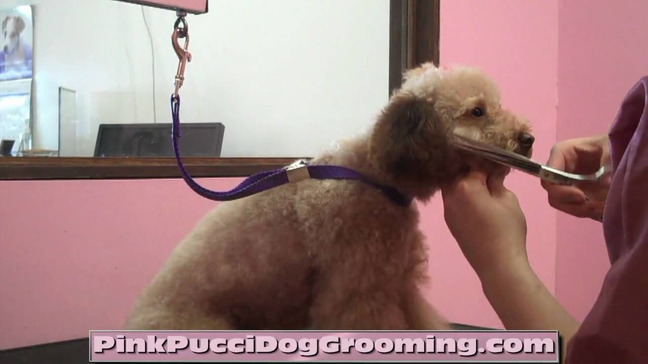 Toy Poodle Bell gets a Full Japanese Style Dog Grooming at the Pet Spa ...