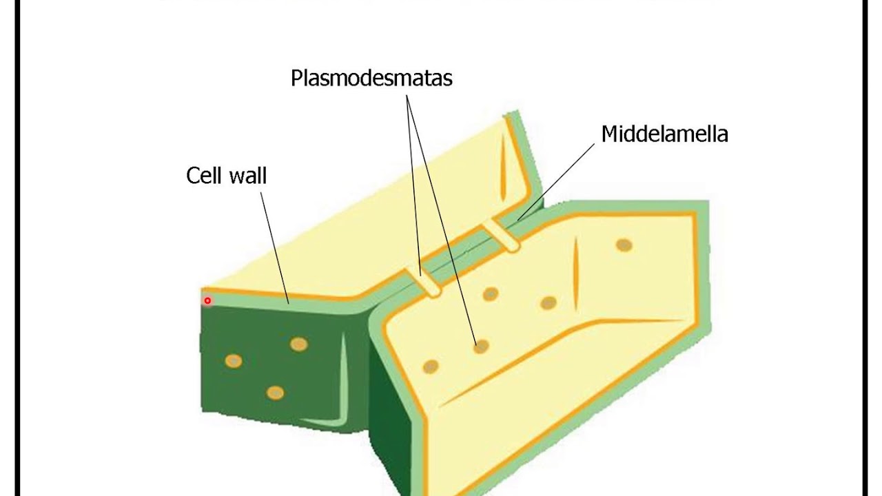 Plant cells - Grootfontein College of Agriculture - Botany 2021 - YouTube
