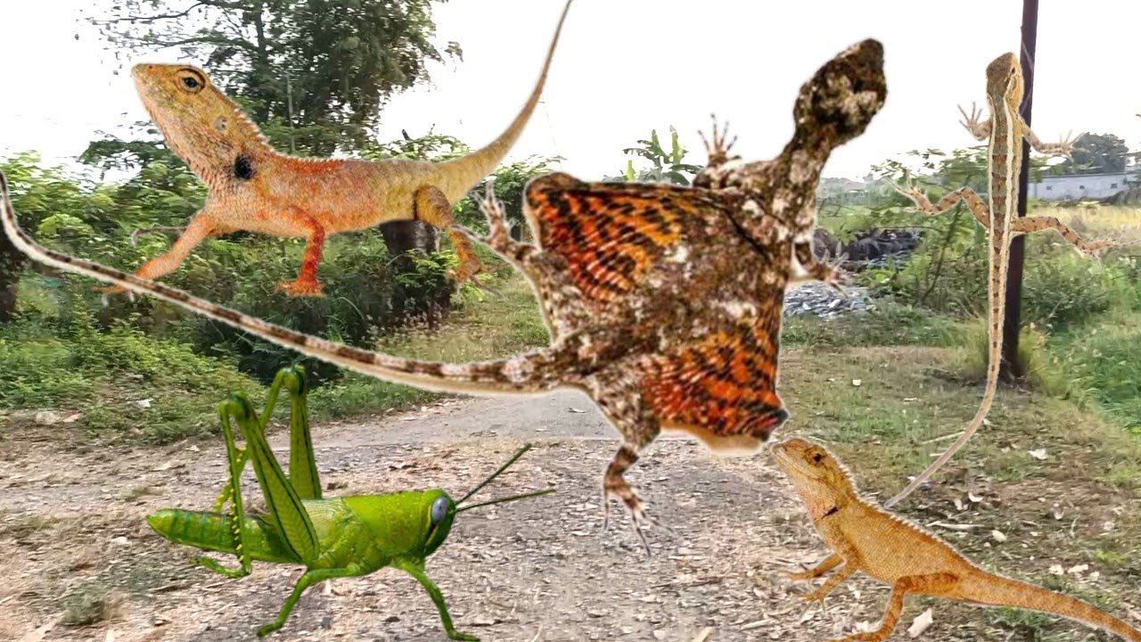 BERBURU KADAL TERBANG, BELALANG DAN BUNGLON TAMAN DI KEBUN - YouTube