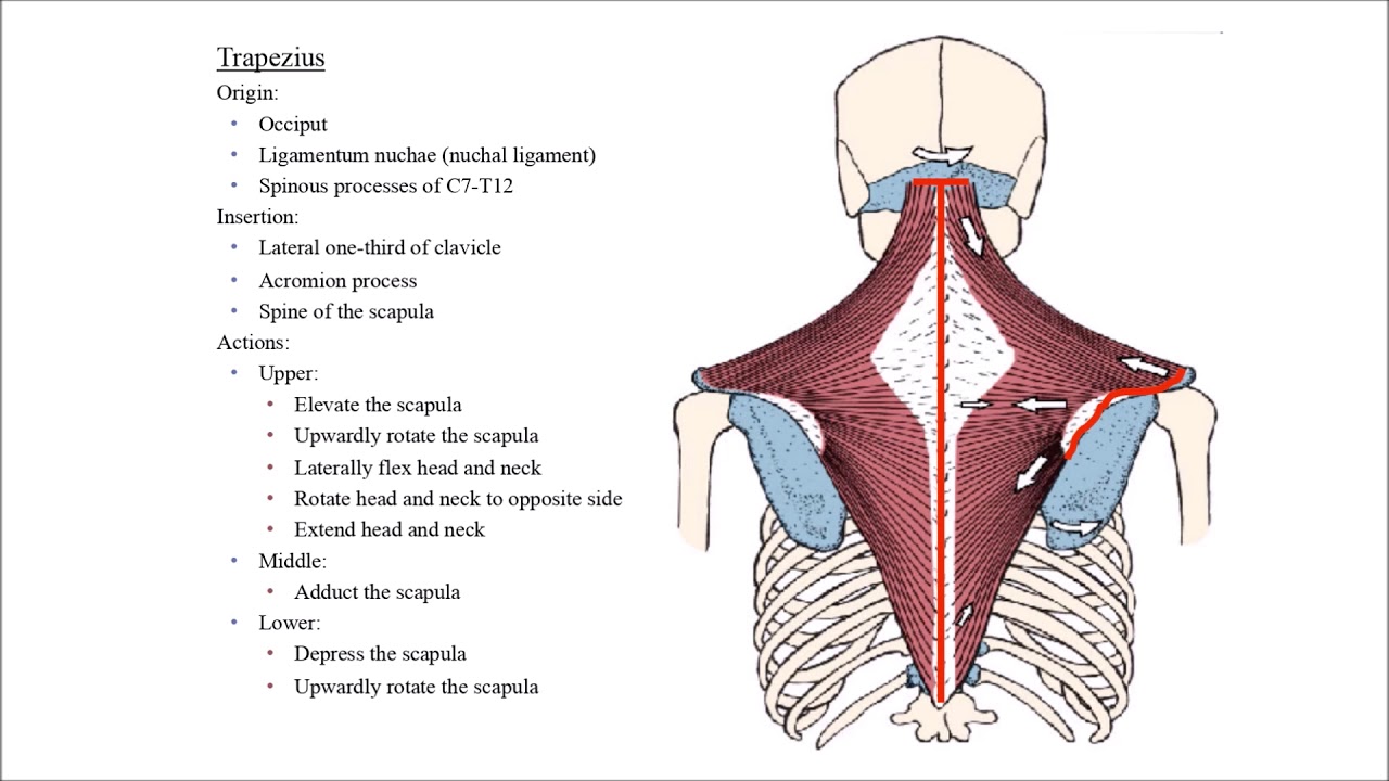 Il muscolo trapezio - YouTube