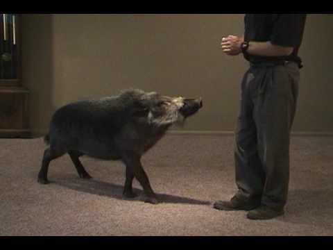 Top Hogs animal training method - YouTube