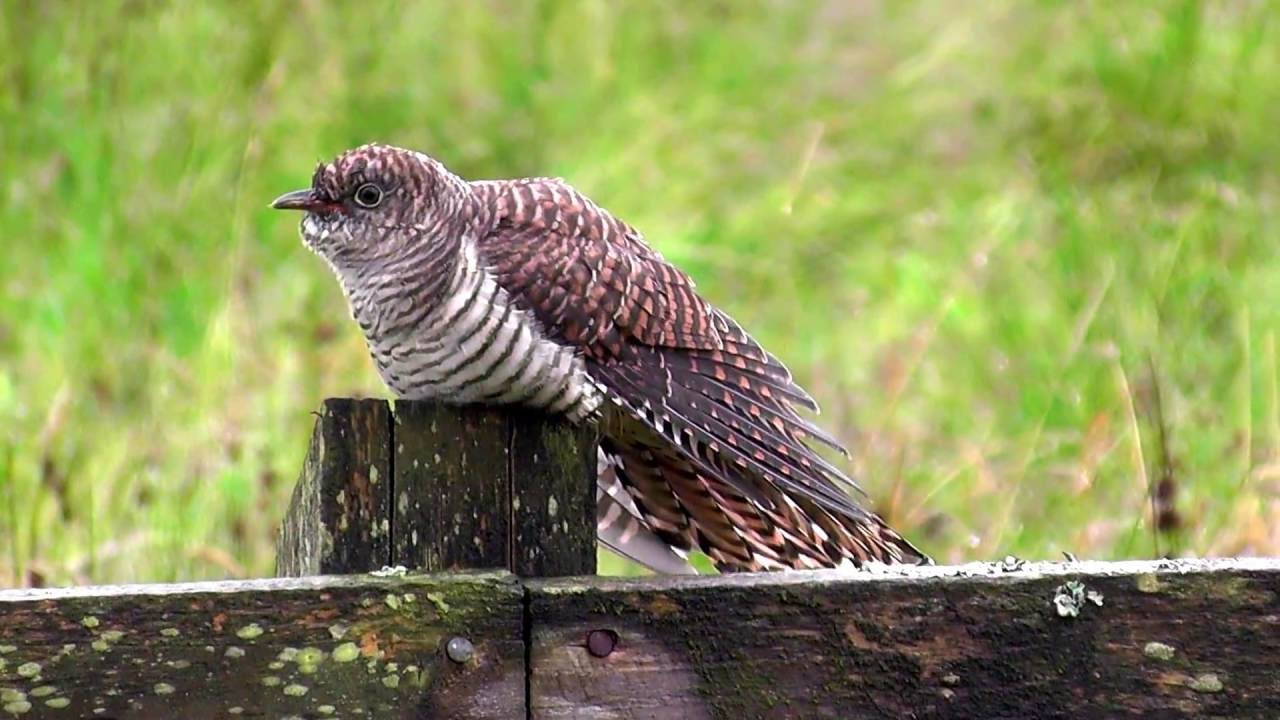 Juvenile Cuckoo 1. Co. Sligo, ireland. - YouTube