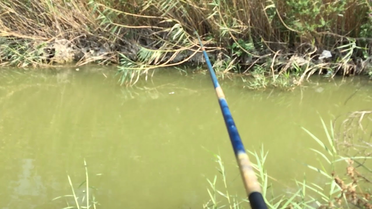 Kefal avı Olta balıkcılığı çıralı fishing rod - YouTube