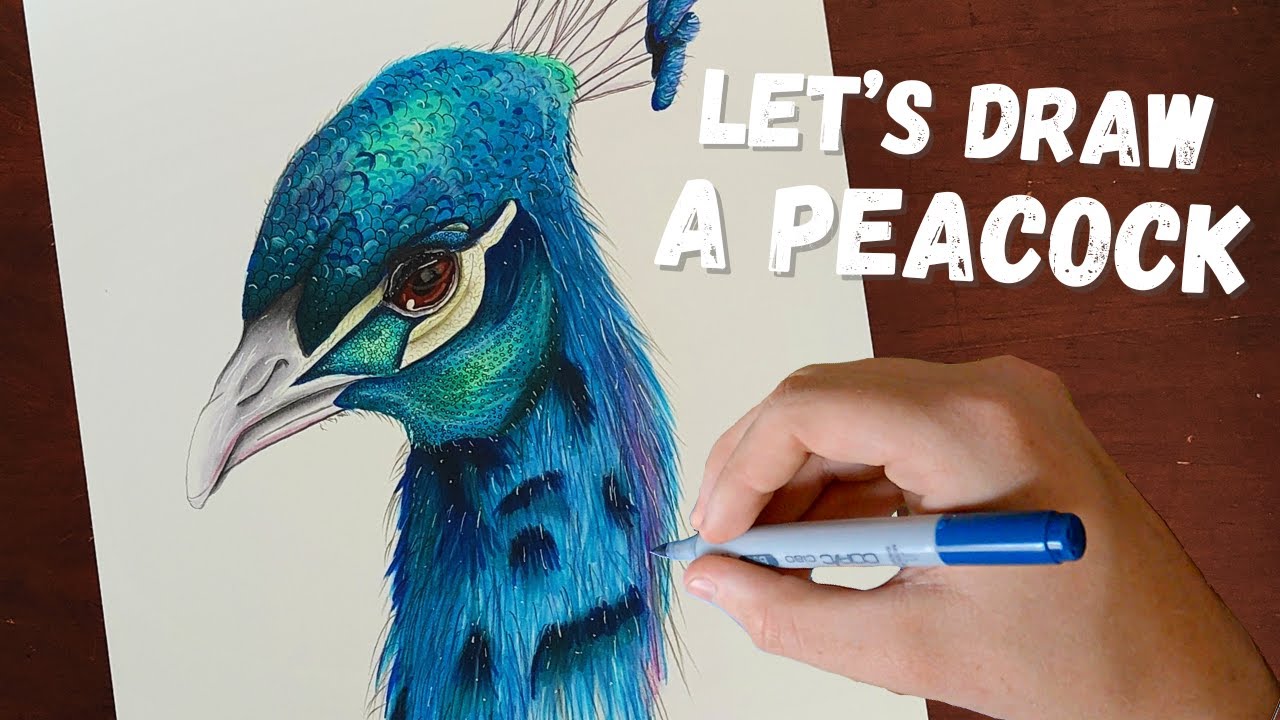 Let's draw a Peacock | Copic marker drawing - YouTube