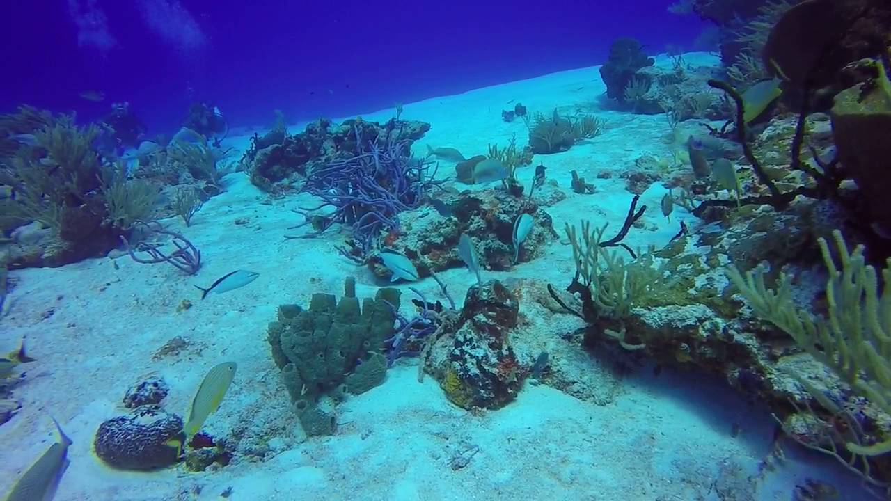 Paradise Reef Schools of Fish and a Lionfish at the End - YouTube