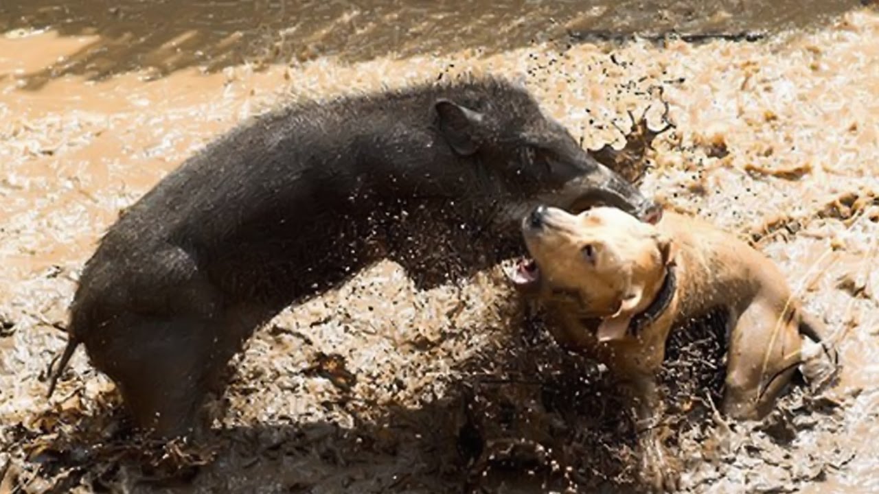 Dogs vs Wild Boar Real Fights - Wild Boar Traditional Hunting - YouTube