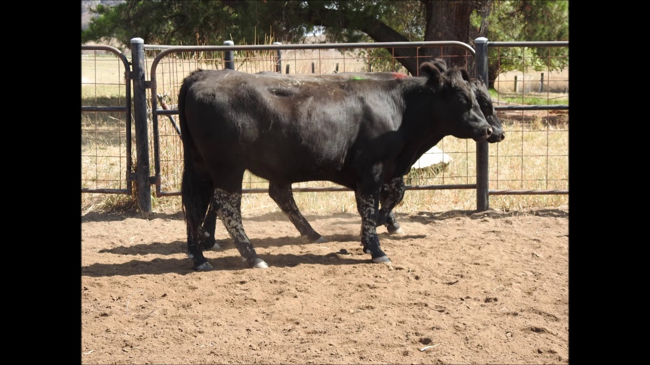 PC & AB Taylor Steers (370 - 460kg) - YouTube