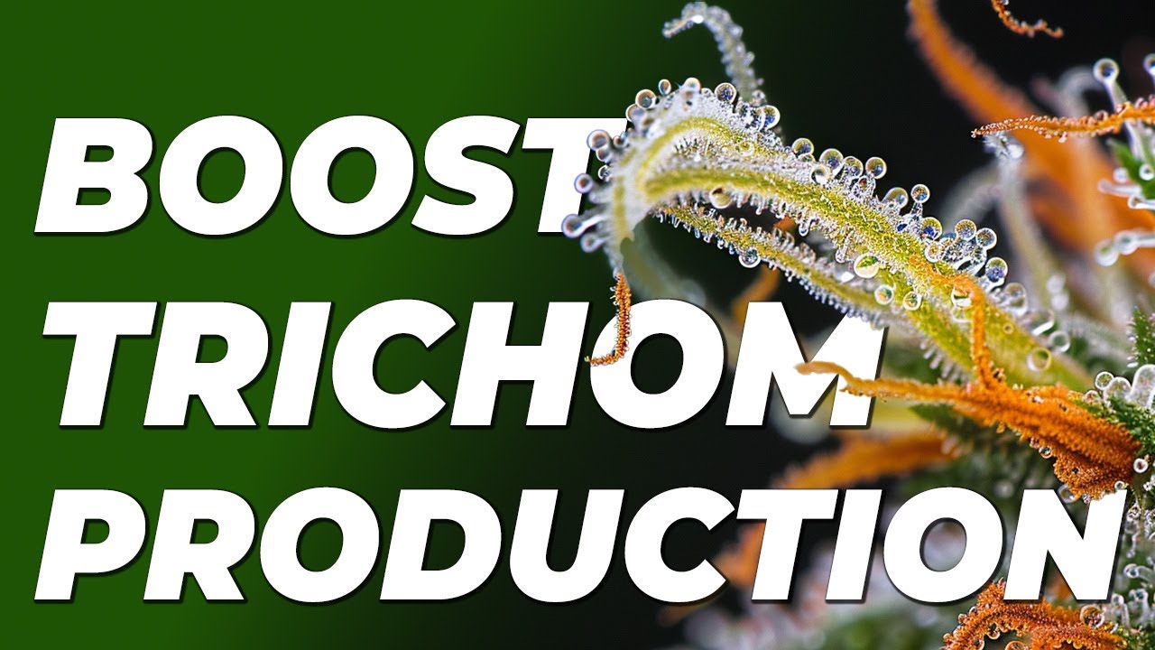 Best Ways To Boost Trichome Production - YouTube