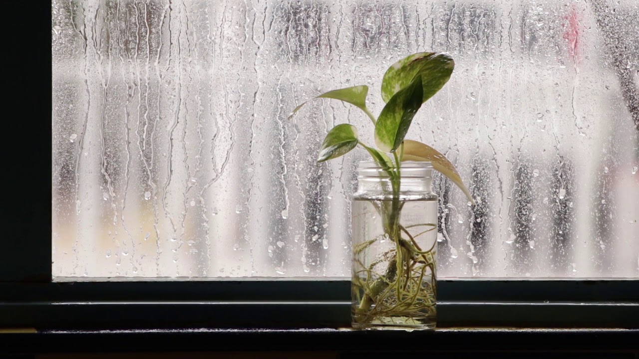 A Rainy Day | Window View with a Plant - YouTube