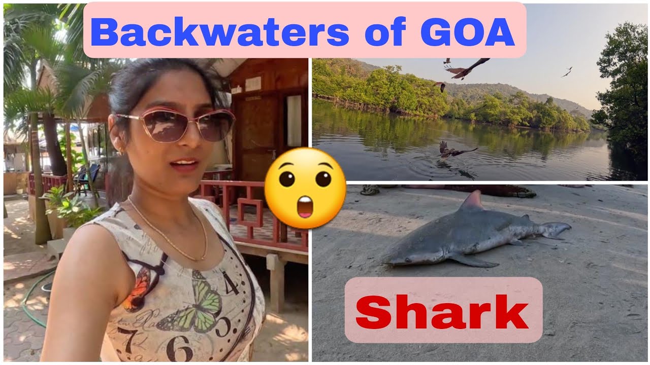I found a Shark |Backwater in Goa | Birds | Boating in Goa | found ...