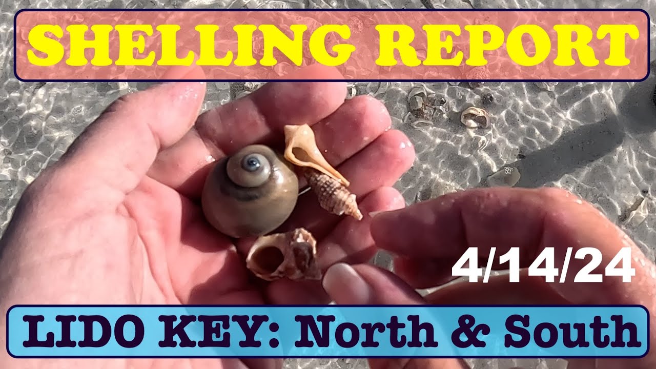 LIDO KEY Shelling & Beach Report North and South Beaches 4-14-24 - YouTube