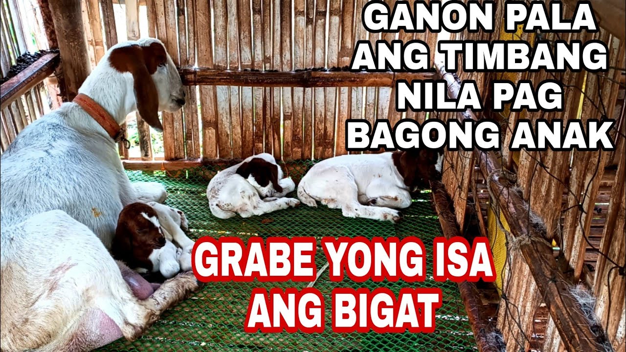 GOAT FARMING PHILIPPINES GAANO KABIGAT ANG MGA BISIRO NG ATING BAGONG ...